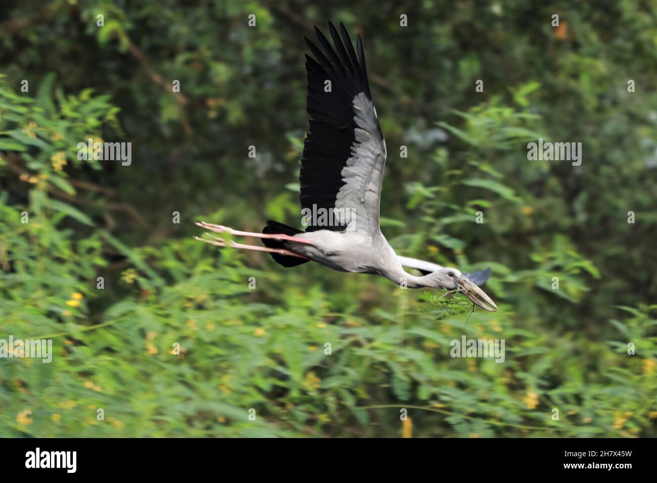 The long-necked crane of the Asian open-billed bird flies with a small ...