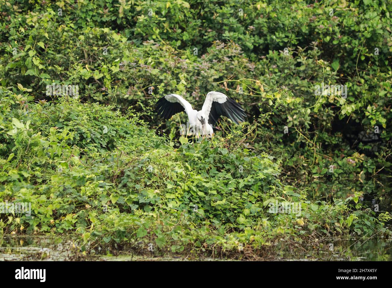 Long beak animal hi-res stock photography and images - Alamy
