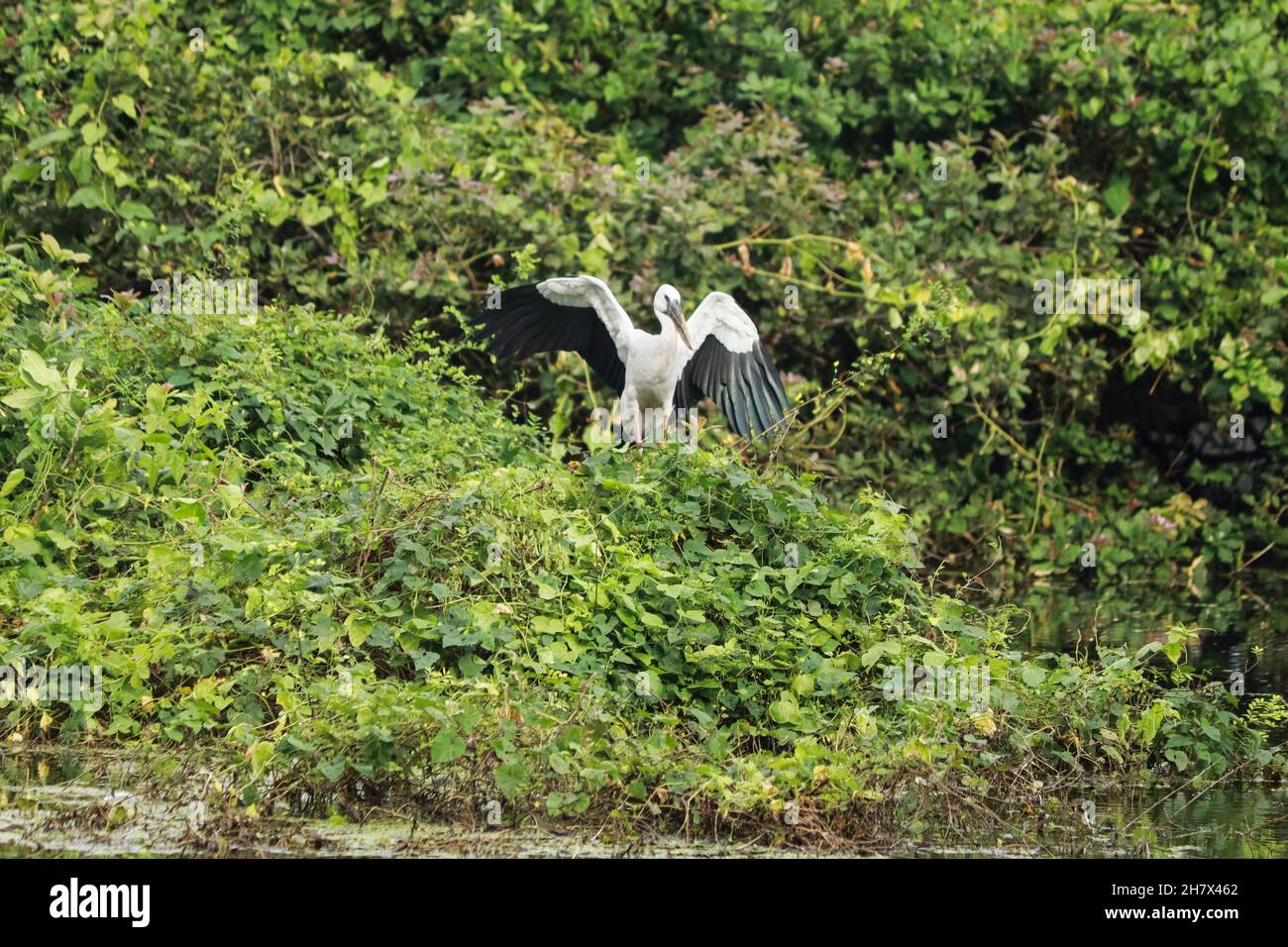 The long-necked crane of the Asian open-billed bird spreads its wings ...