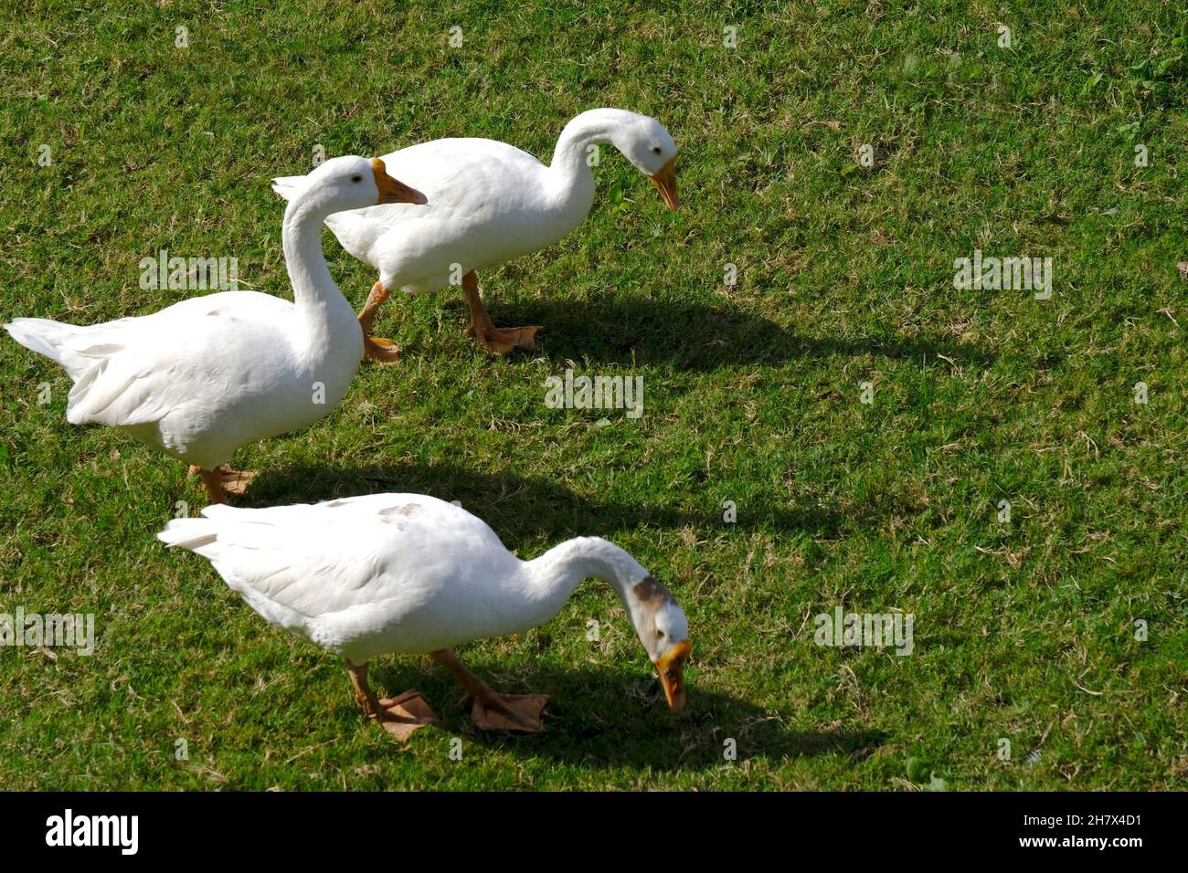 A family of Peking Domestic white ducks walk on green lawn in spring ...