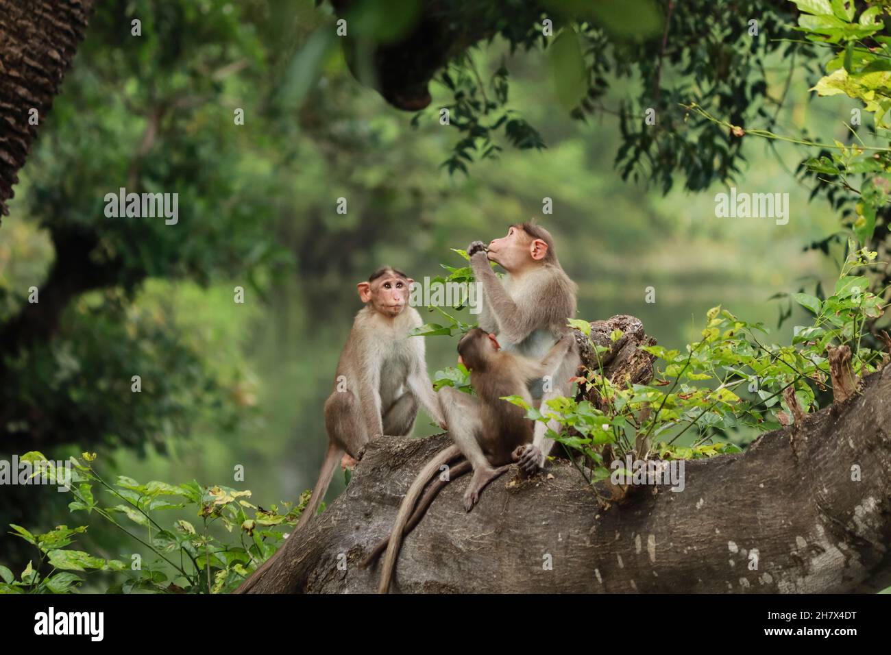 (macaca radiata) A mother monkey with her cub and another monkey ...