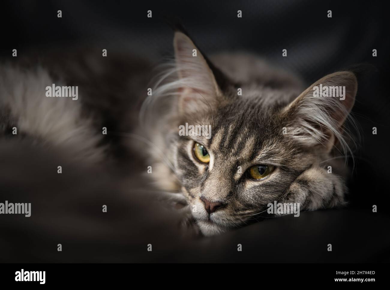 head cat close up on a white background Stock Photo - Alamy