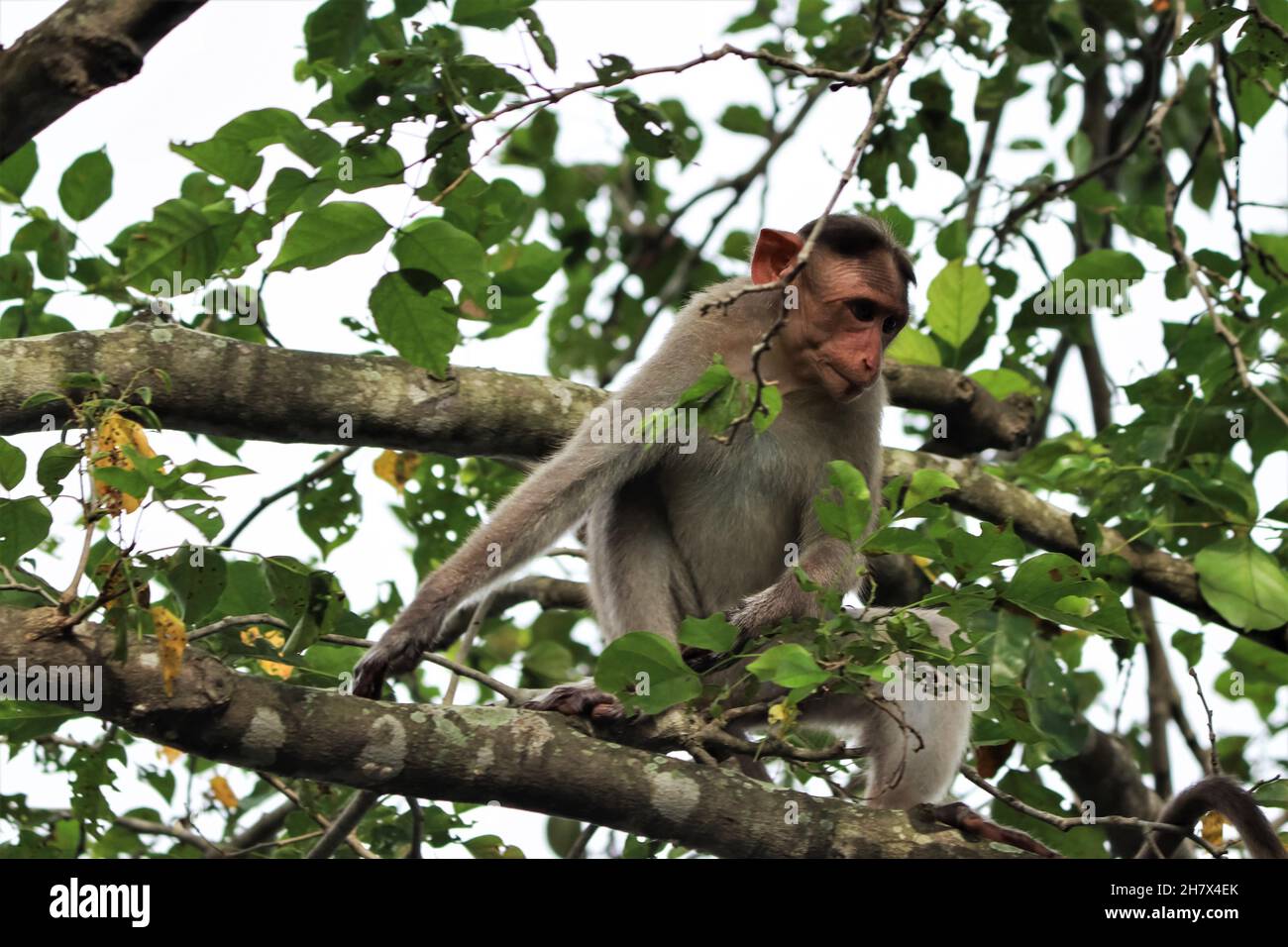 (macaca radiata) A monkey sitting on a tree Stock Photo - Alamy