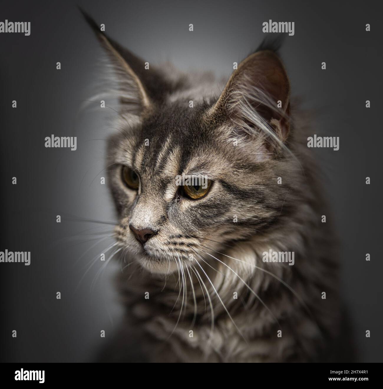 head cat close up on a white background Stock Photo - Alamy