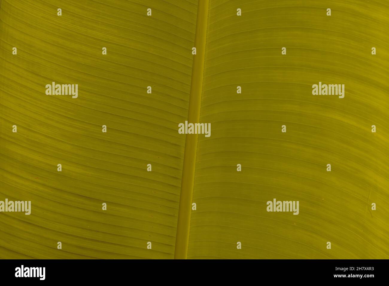 Moderate green yellow. Abstract real nature beauty background. Macro ...
