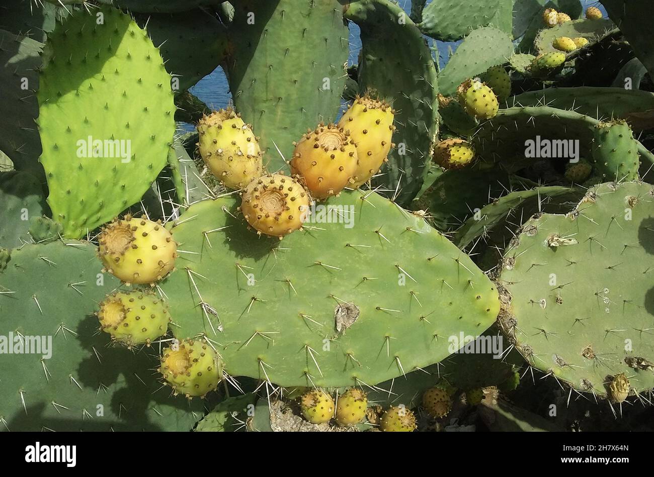 Prickly pear from Morocco in northern Africa Stock Photo - Alamy