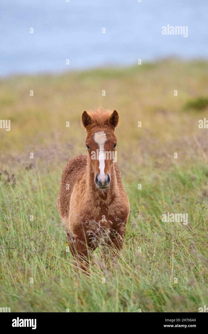 Icelandic Horse, Icelandic Pony, Foal, Iceland Stock Photo - Alamy