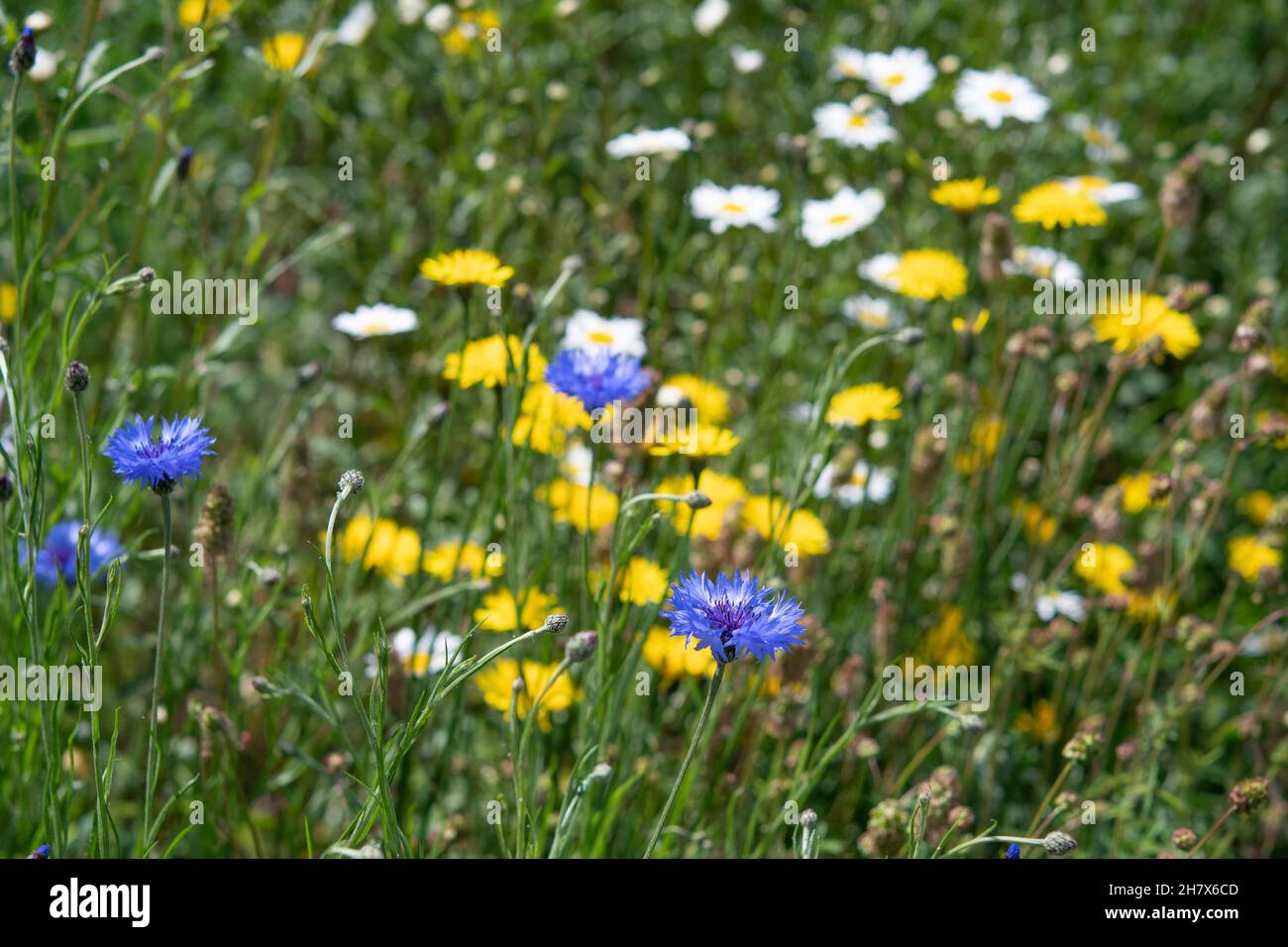 mixed wild flowers Stock Photo - Alamy