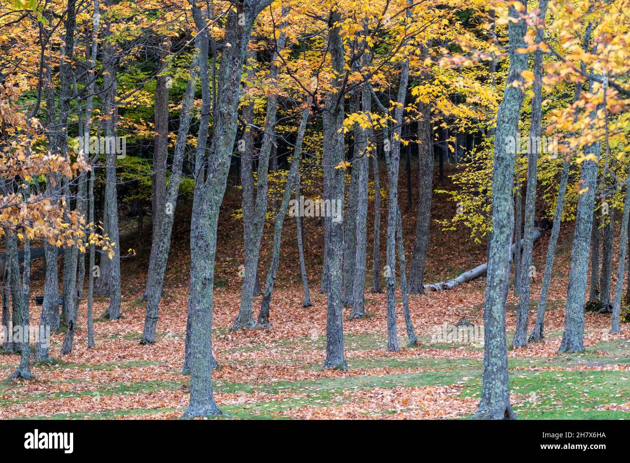 Fall foliage on the trees in Presque Isle Park in Marquette, Michigan ...