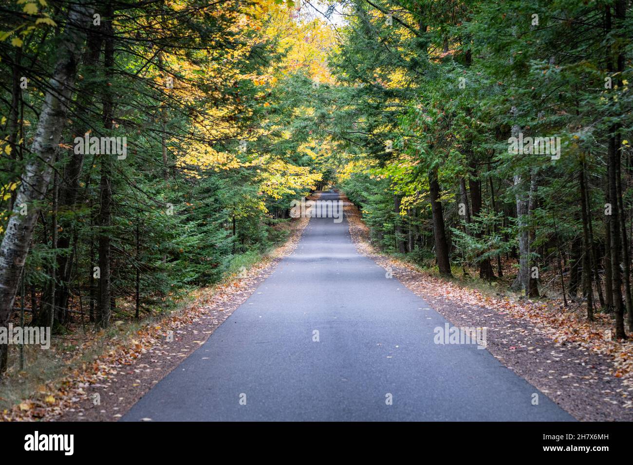 Fall foliage on the trees in Presque Isle Park road in Marquette ...