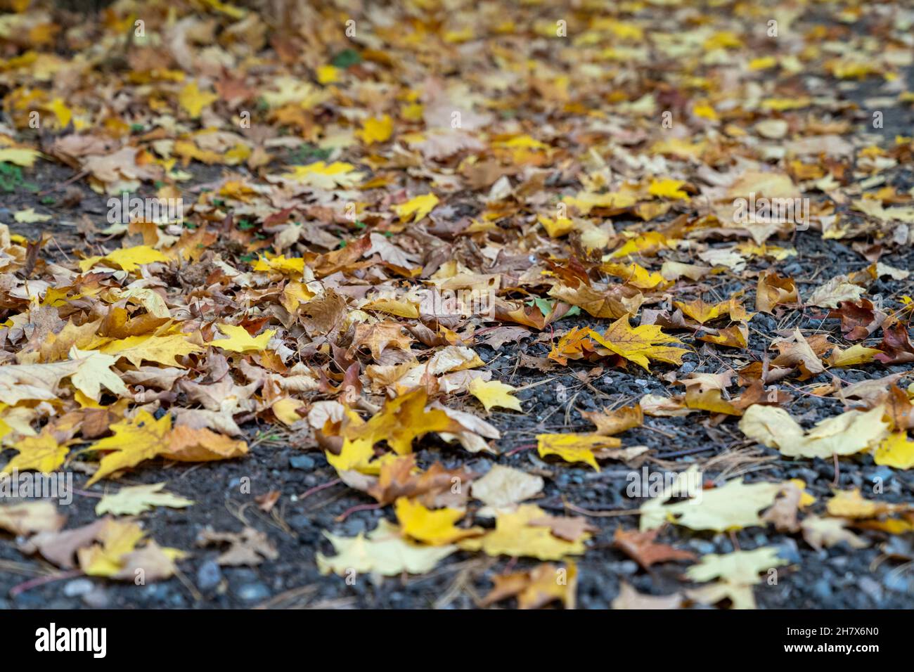 Fall leaves on the ground, lying in the dirt, decomposing Stock Photo ...