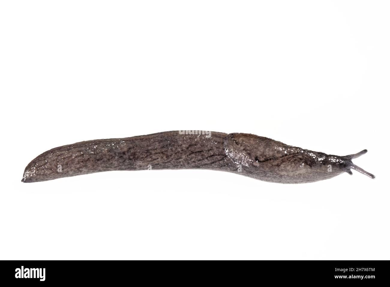 Keeled slug tandonia budapestensis hi-res stock photography and images ...