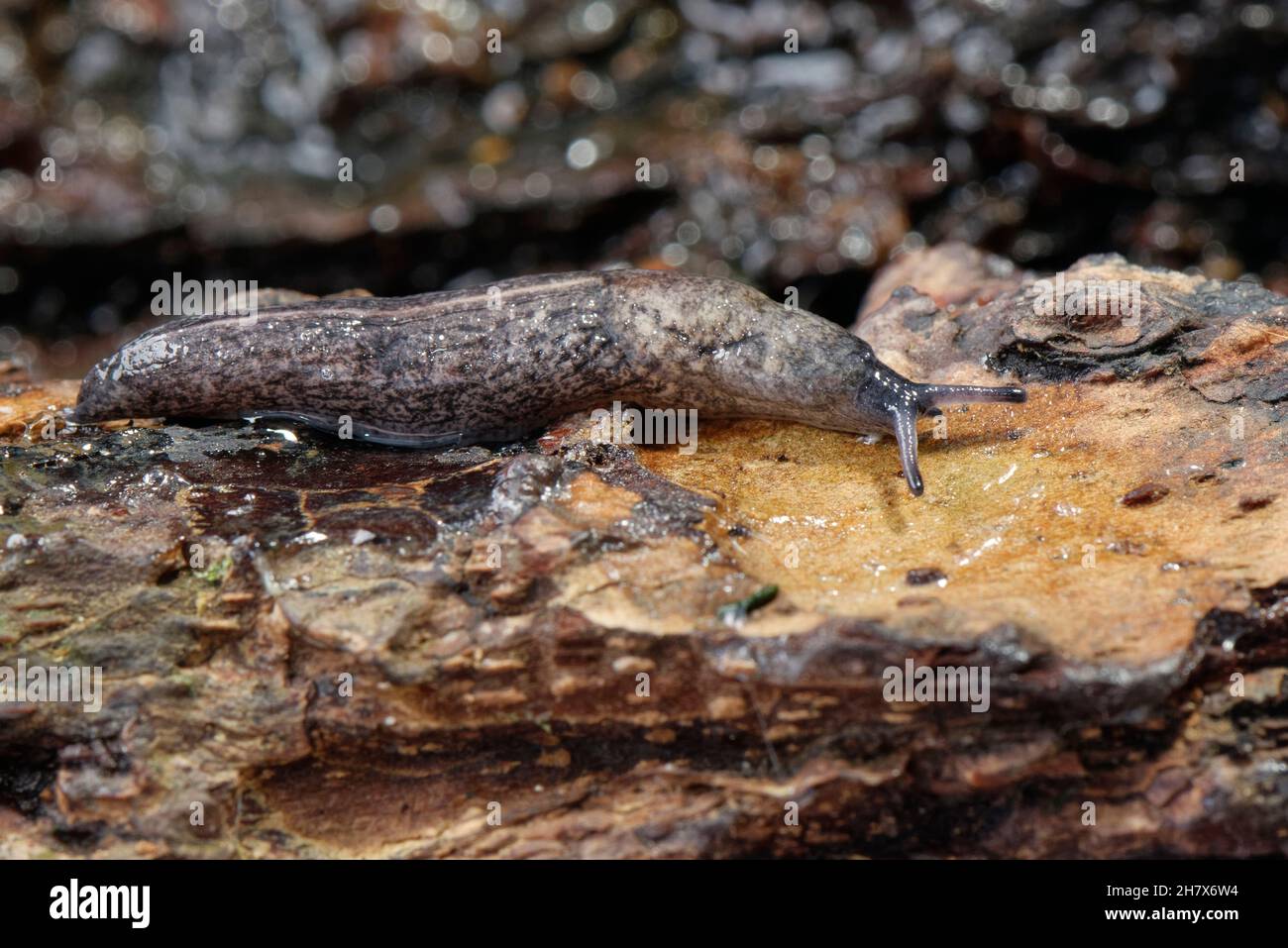 Budapest keeled slug (Tandonia budapestensis) crawling over an old log ...