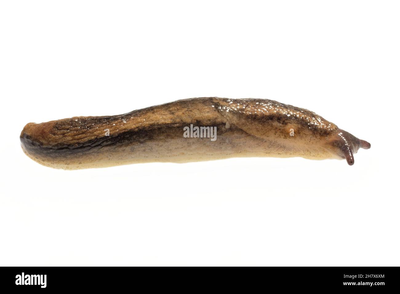 Dusky soil slug (Arion owenii) crawling against a white background ...
