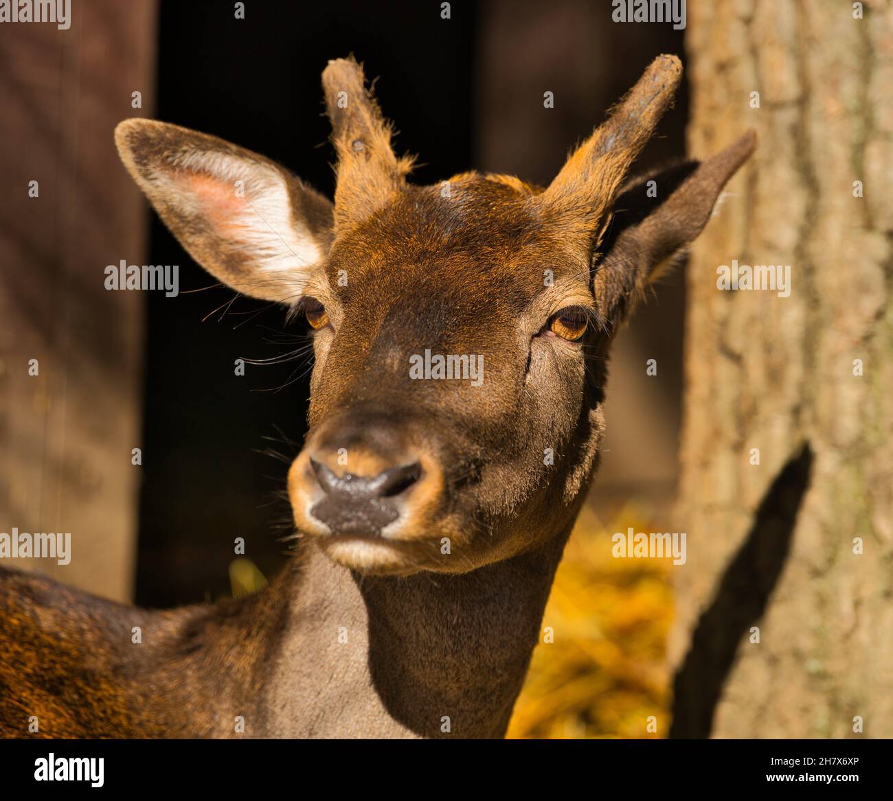 Eye dear hi-res stock photography and images - Alamy