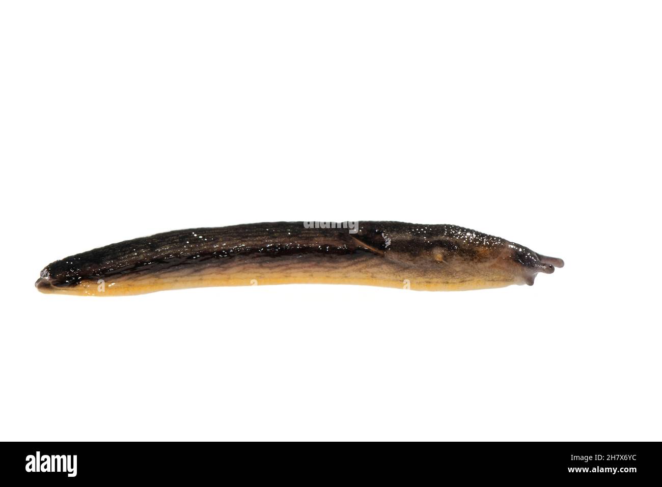 Grey garden slug Cut Out Stock Images & Pictures - Alamy