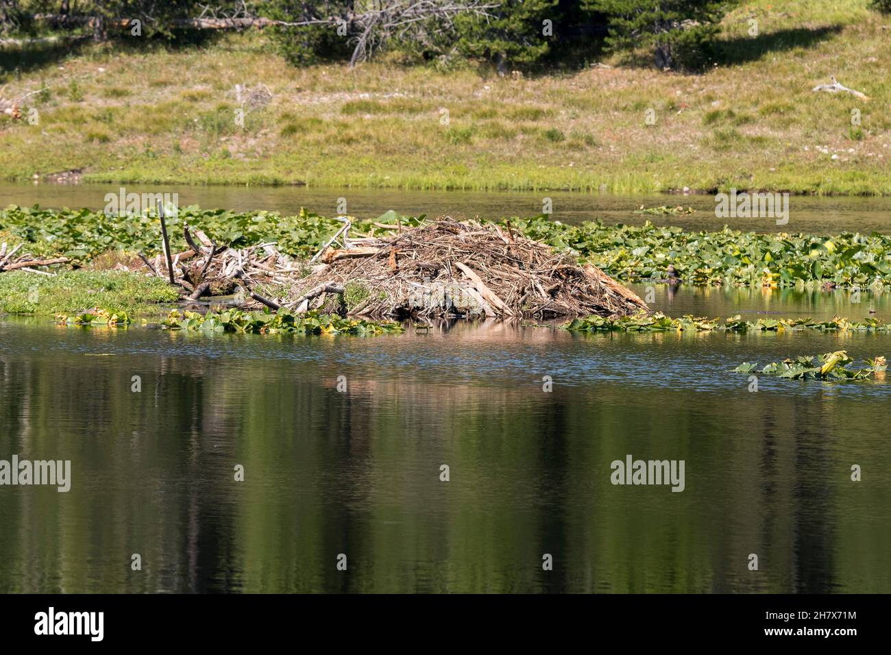 Beavers den hi-res stock photography and images - Alamy