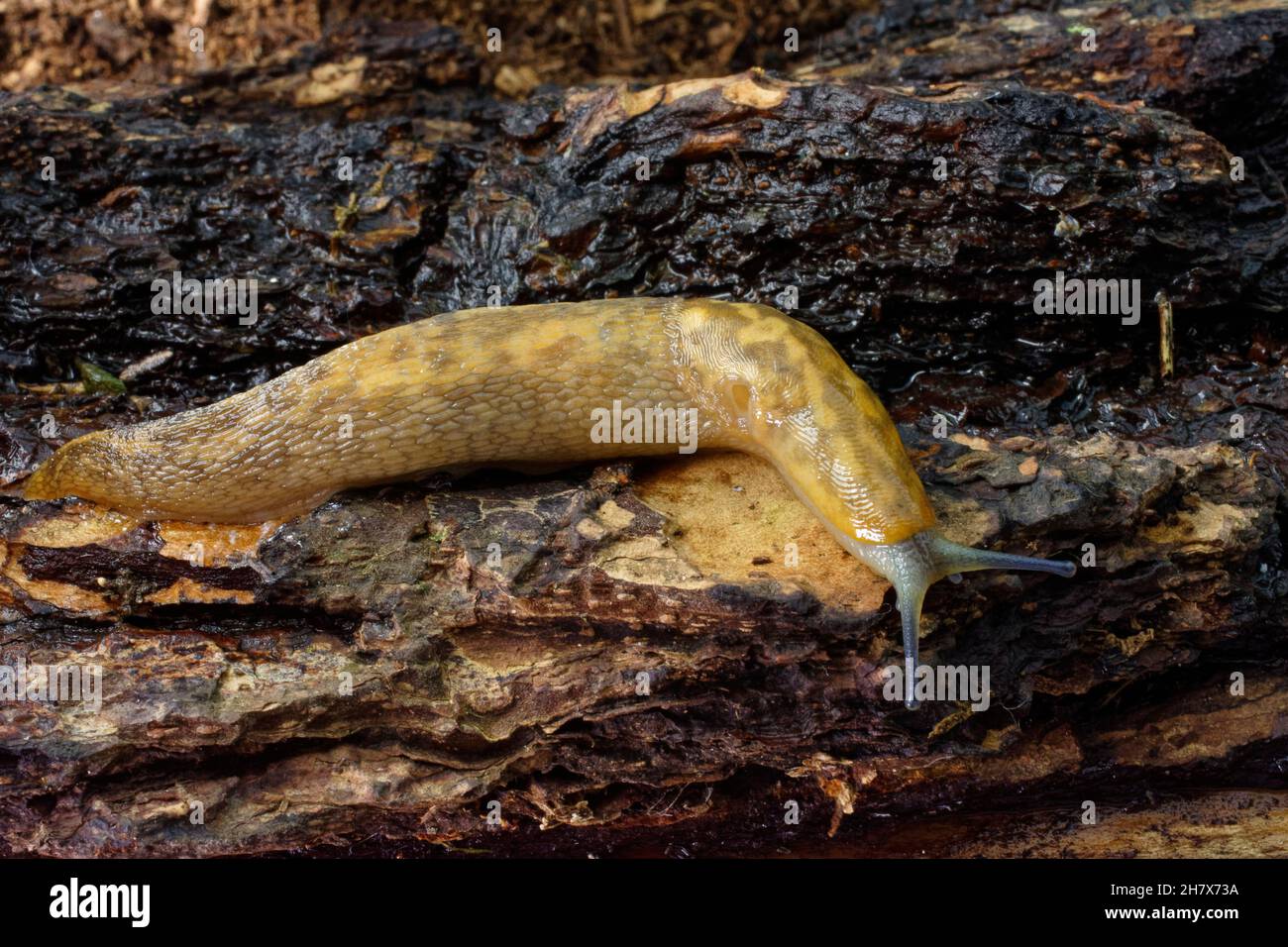Green cellar slug hi-res stock photography and images - Alamy