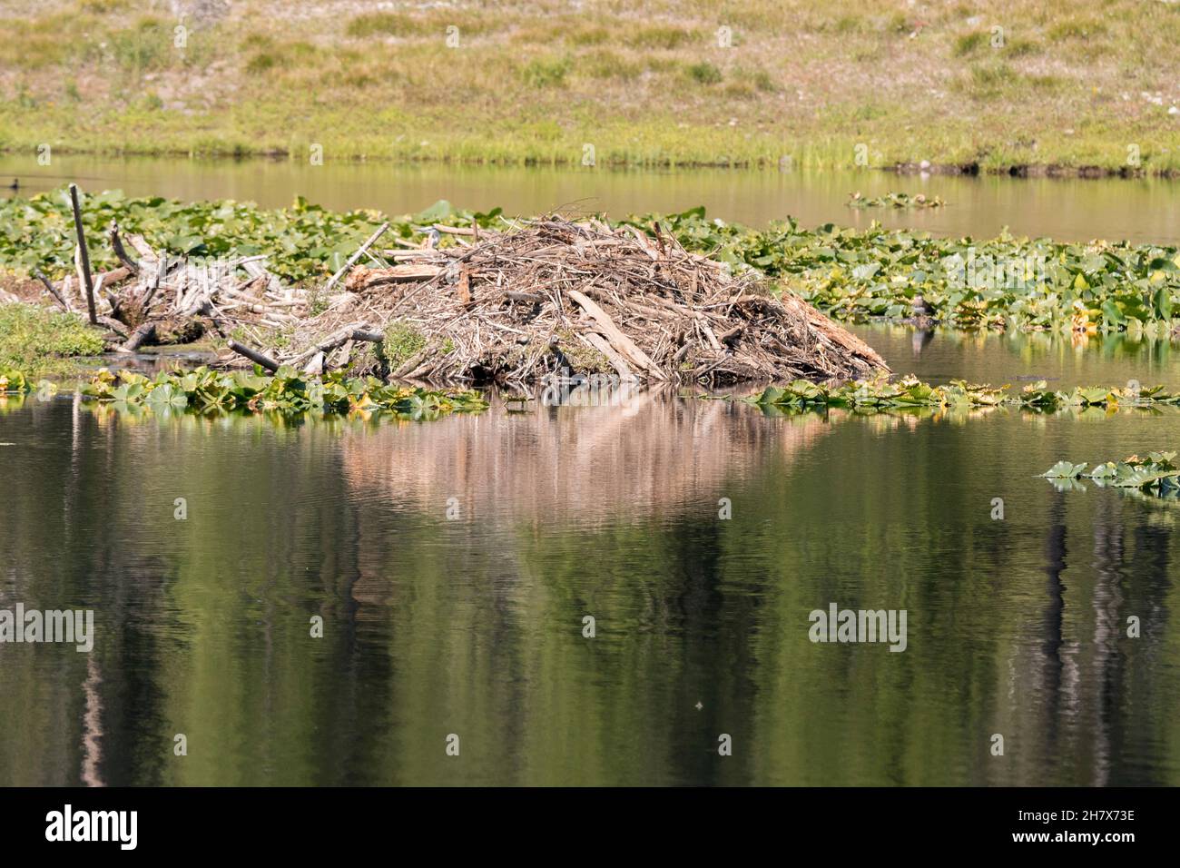 beaver's den on swan lake in teton national park in Wyoming Stock Photo ...