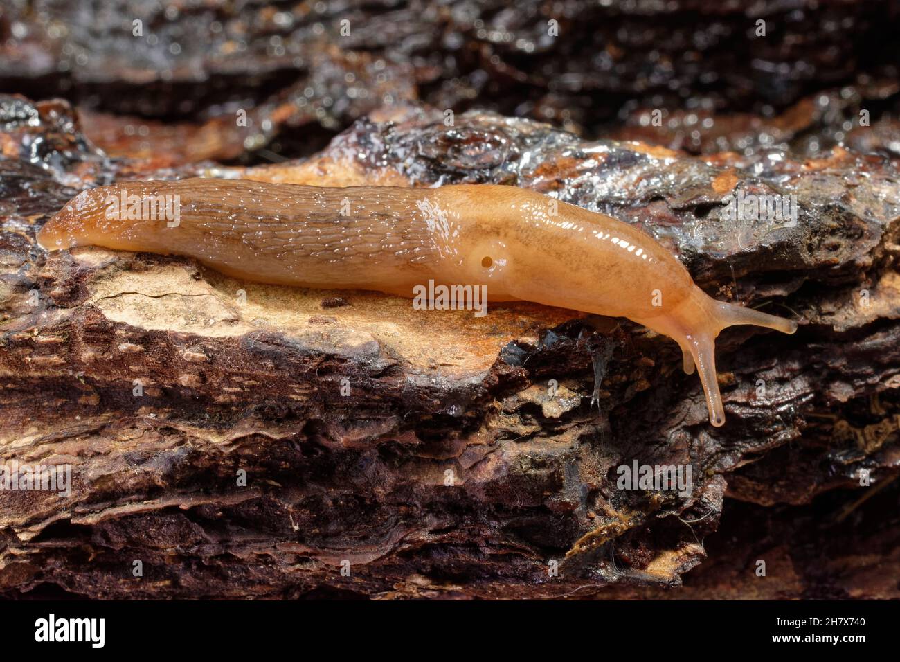 Iberian three band slug hi-res stock photography and images - Alamy