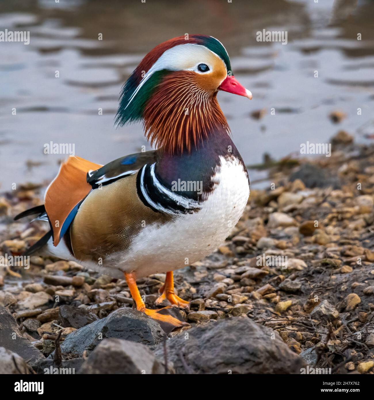 Wild Mandarin Duck (Aix galericulata) Drake Stock Photo - Alamy