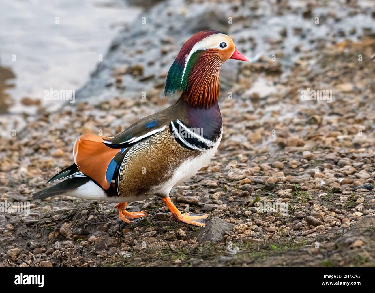Mandarin duck illustration hi-res stock photography and images - Alamy