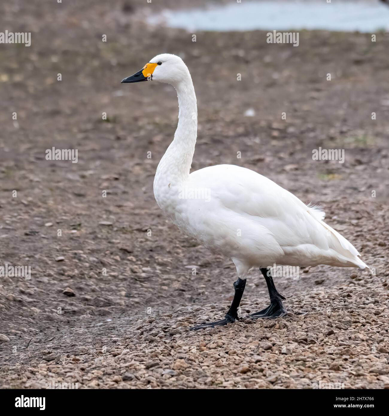 Bewick's Swan (Cygnus columbianus bewickii Stock Photo - Alamy