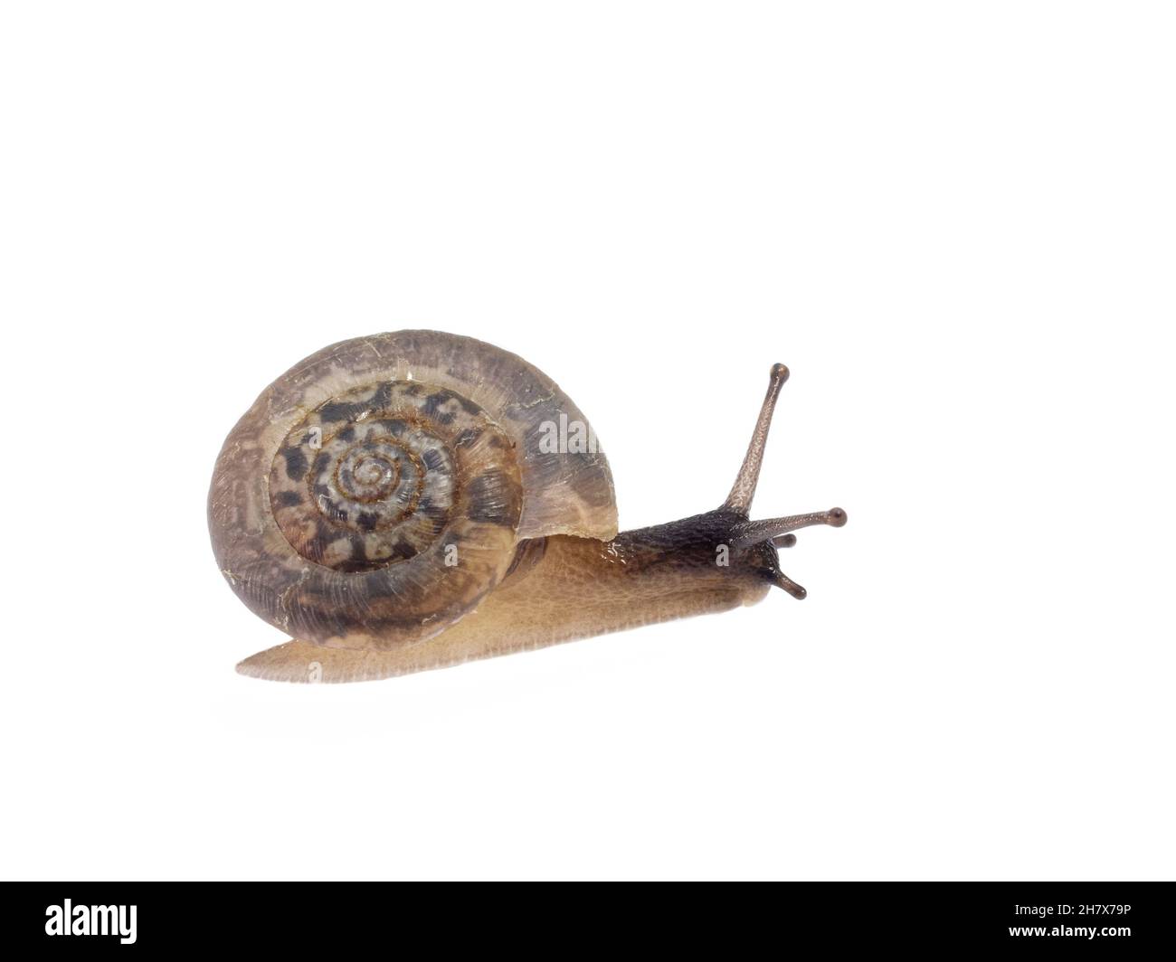 Strawberry snail (Trochulus striolatus) crawling against a white ...