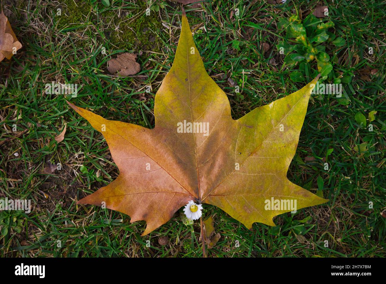 Fallen leaf with flower Stock Photo - Alamy