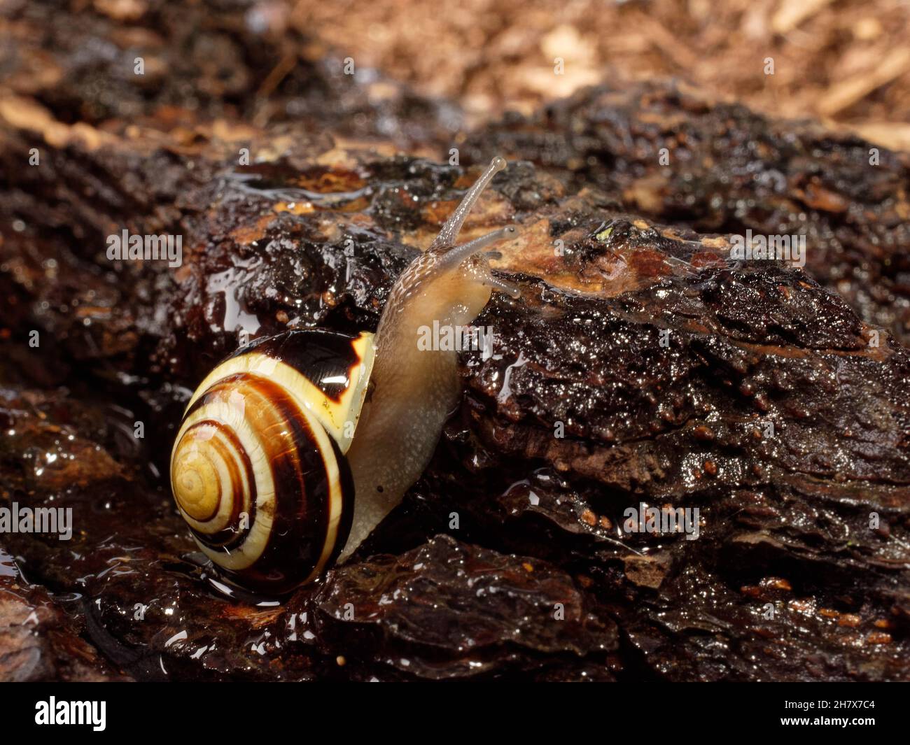 White-lipped snail (Cepaea hortensis) crawling over an old log in a ...