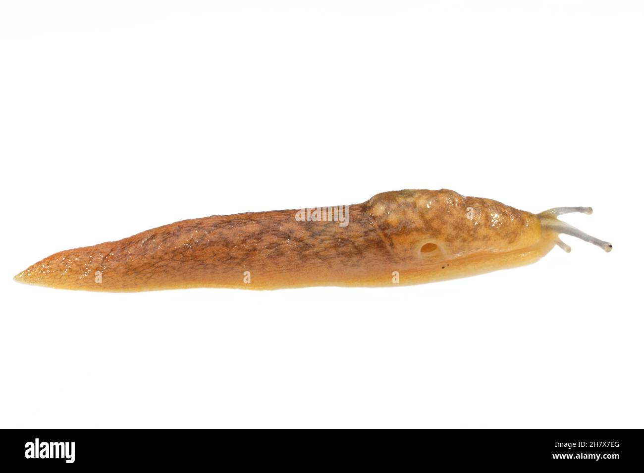 Yellow cellar slug (Limacus flavus) crawling against a white background ...