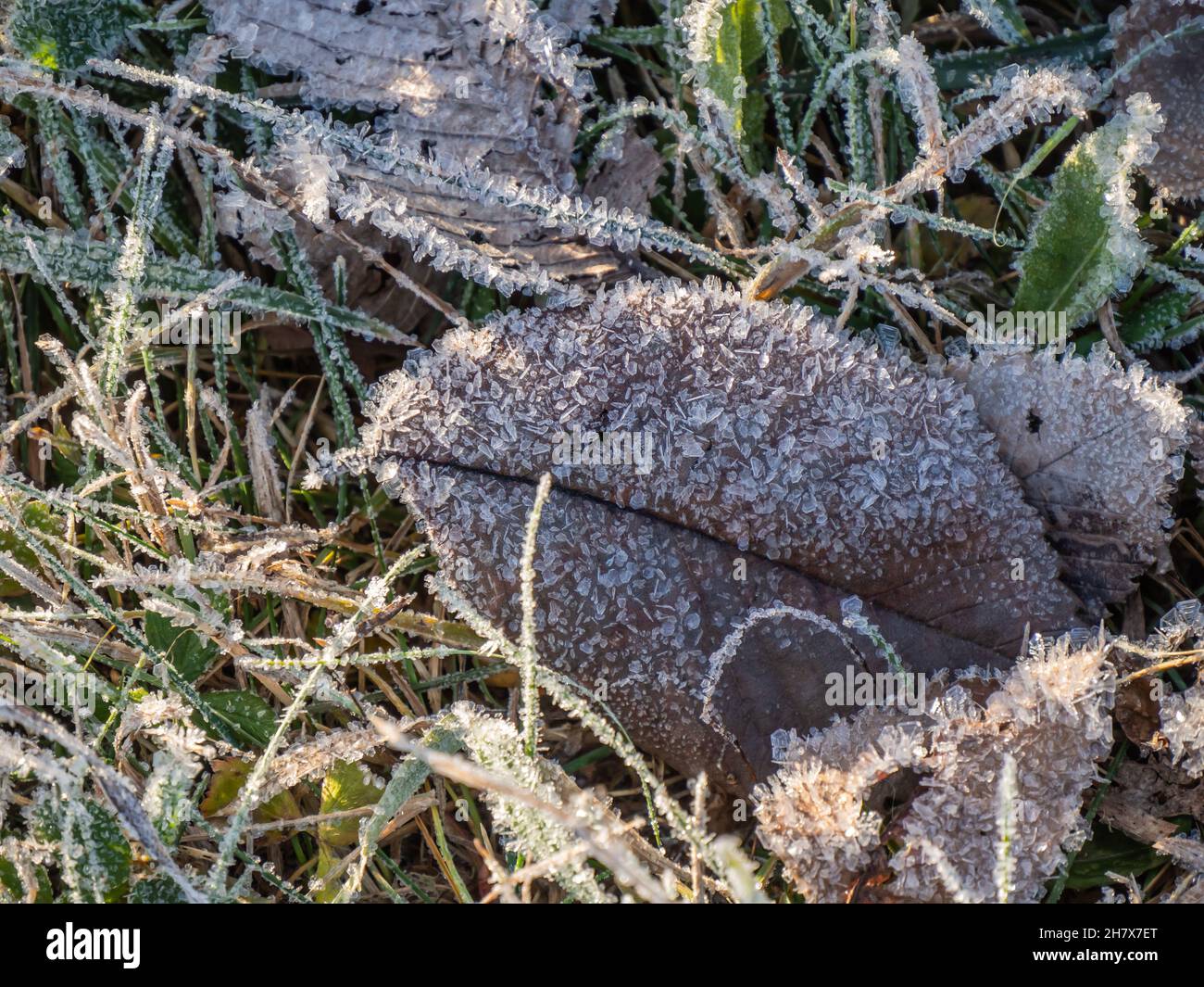 Leaf forming into a tree hi-res stock photography and images - Alamy