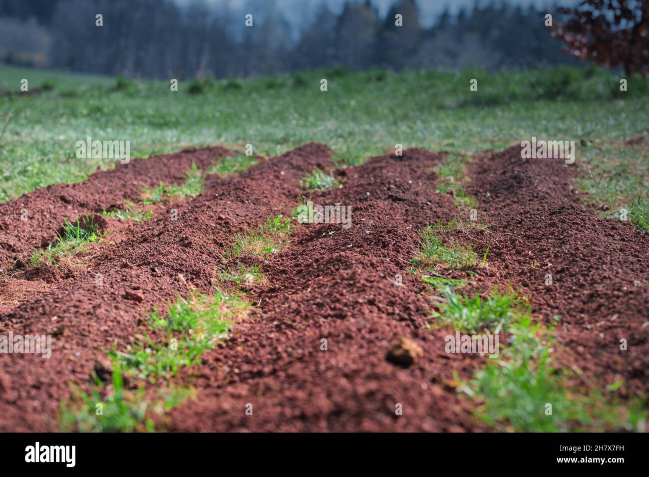 Beautiful plating hi-res stock photography and images - Alamy