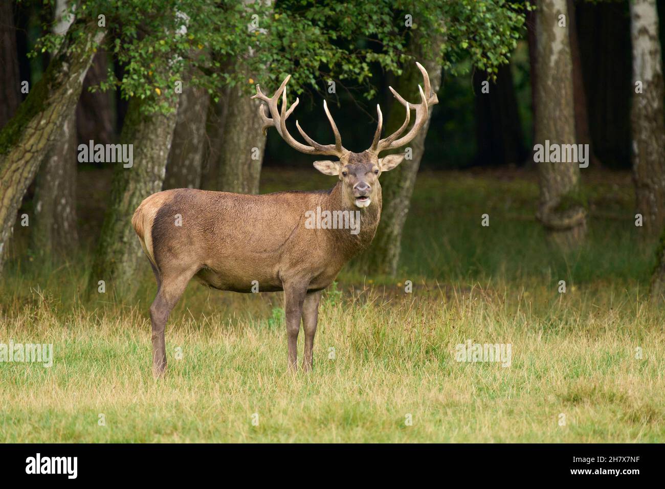 Red Deer, Cervus elaphus Stock Photo - Alamy