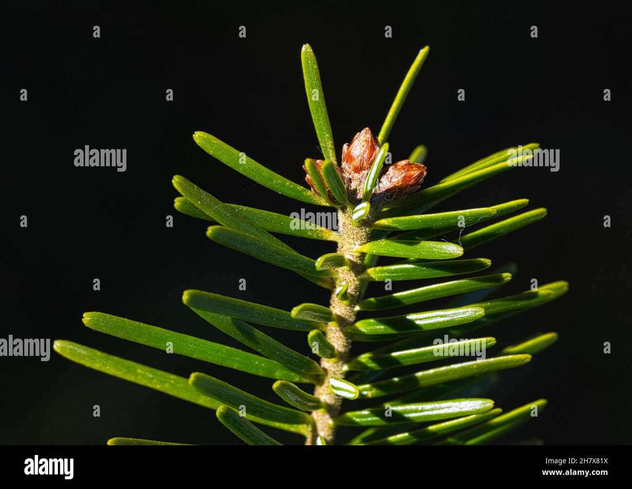 Little pine bud in the sun Stock Photo - Alamy