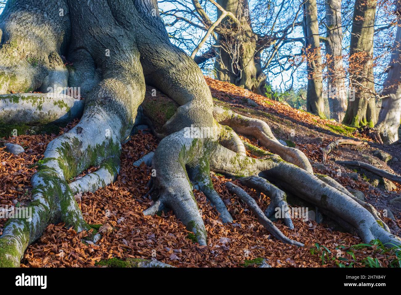 Roots of a tree near the path on the left side of the river Wharfe ...