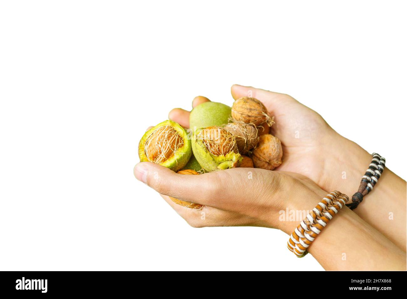 Fresh Uncleaned green walnuts in the hands of a male farmer, close-up ...