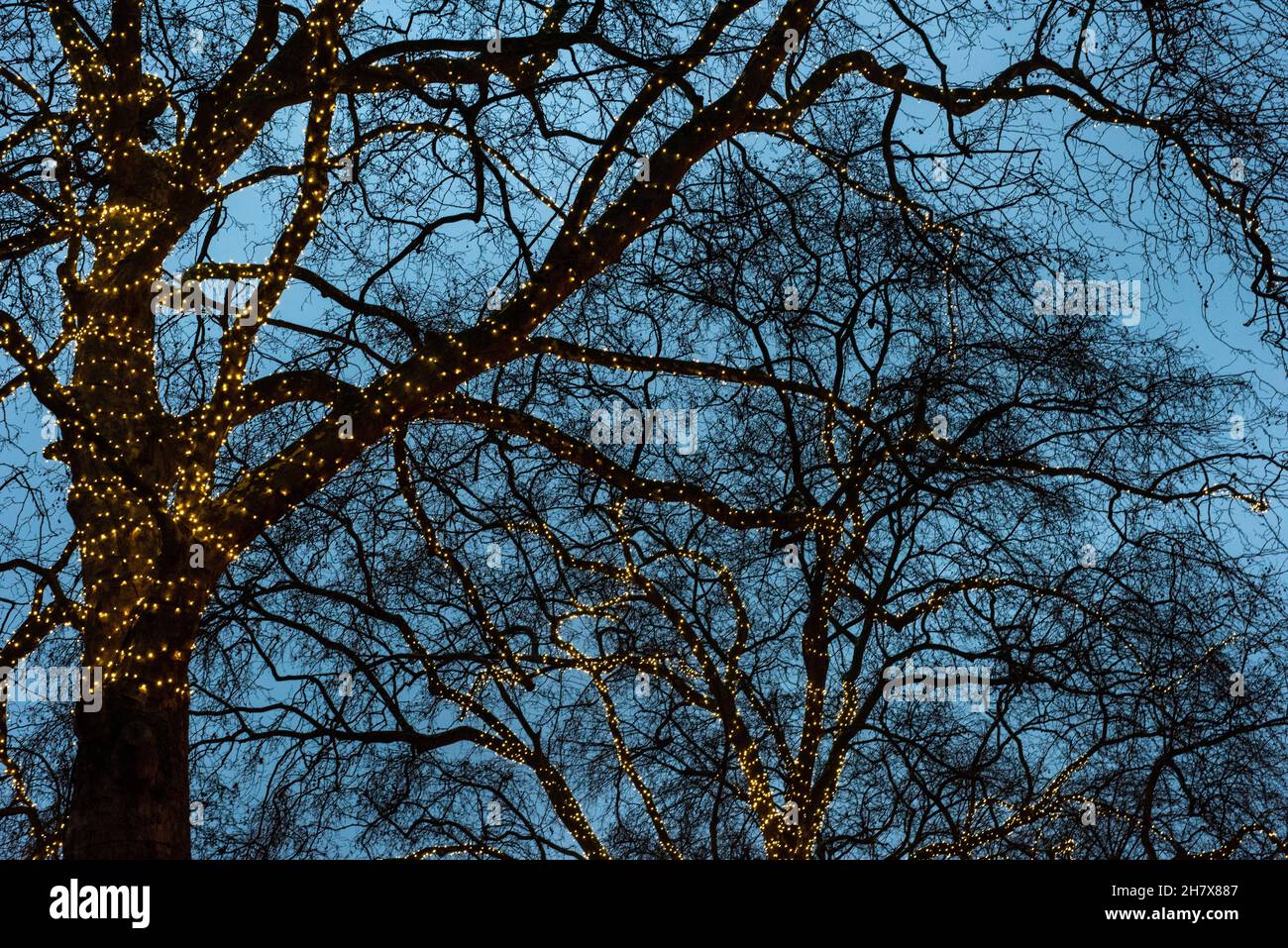 Lights wrapped around a tree hi-res stock photography and images - Alamy