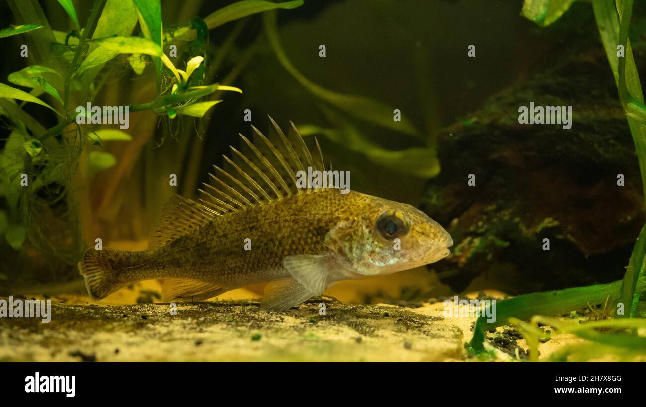 Ruffe hi-res stock photography and images - Alamy