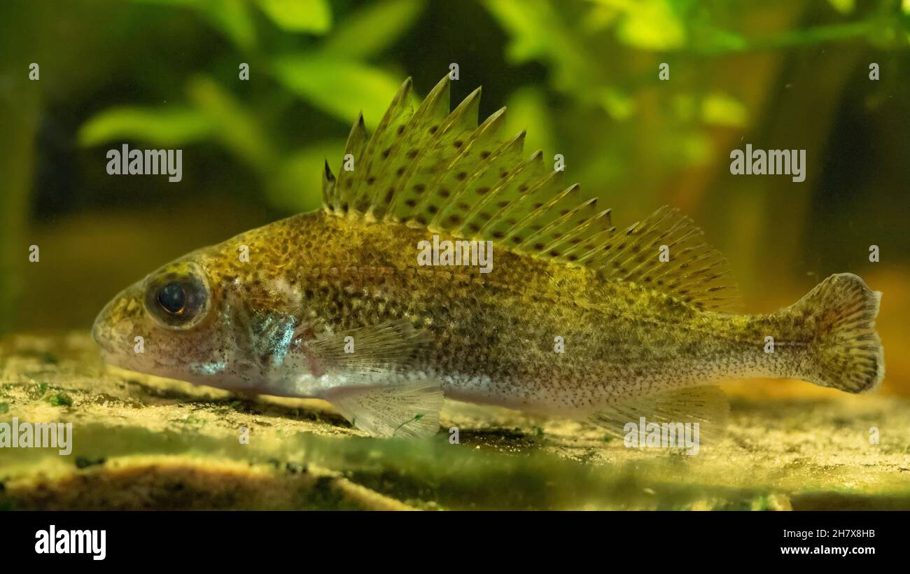 Ruffe hi-res stock photography and images - Alamy