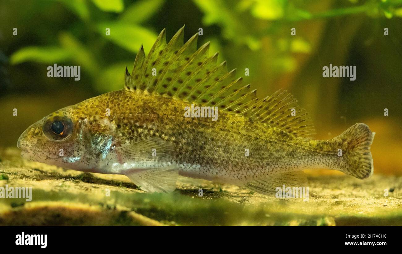 Perchidea hi-res stock photography and images - Alamy