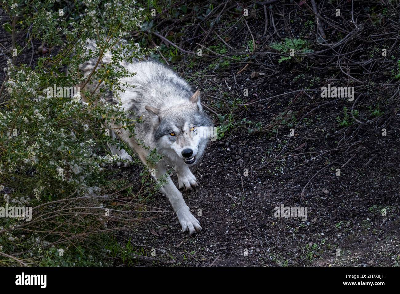 Gray wolf (Canis lupus) walking in grass field Stock Photo - Alamy