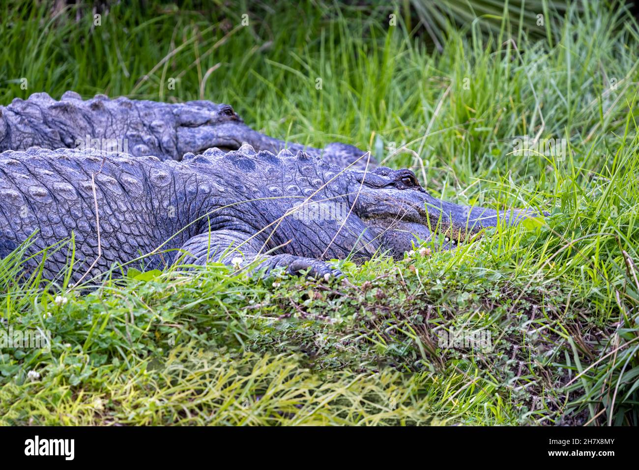 Two American alligators laying in tall green grass Stock Photo - Alamy