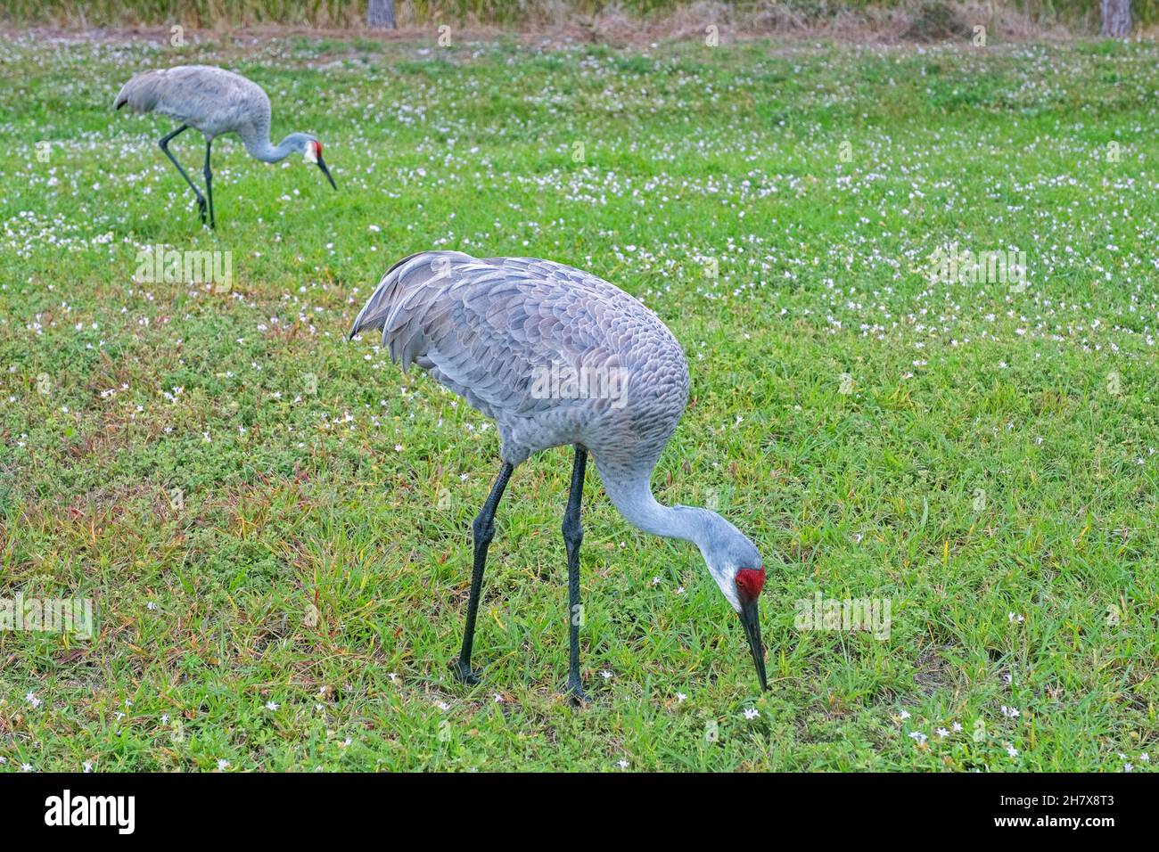 Two Florida sandhill cranes (Antigone canadensis pratensis) foraging in ...