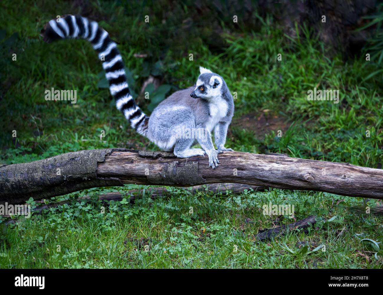 Gray black and white ring-tailed lemur (Lemur catta) sitting on a log ...