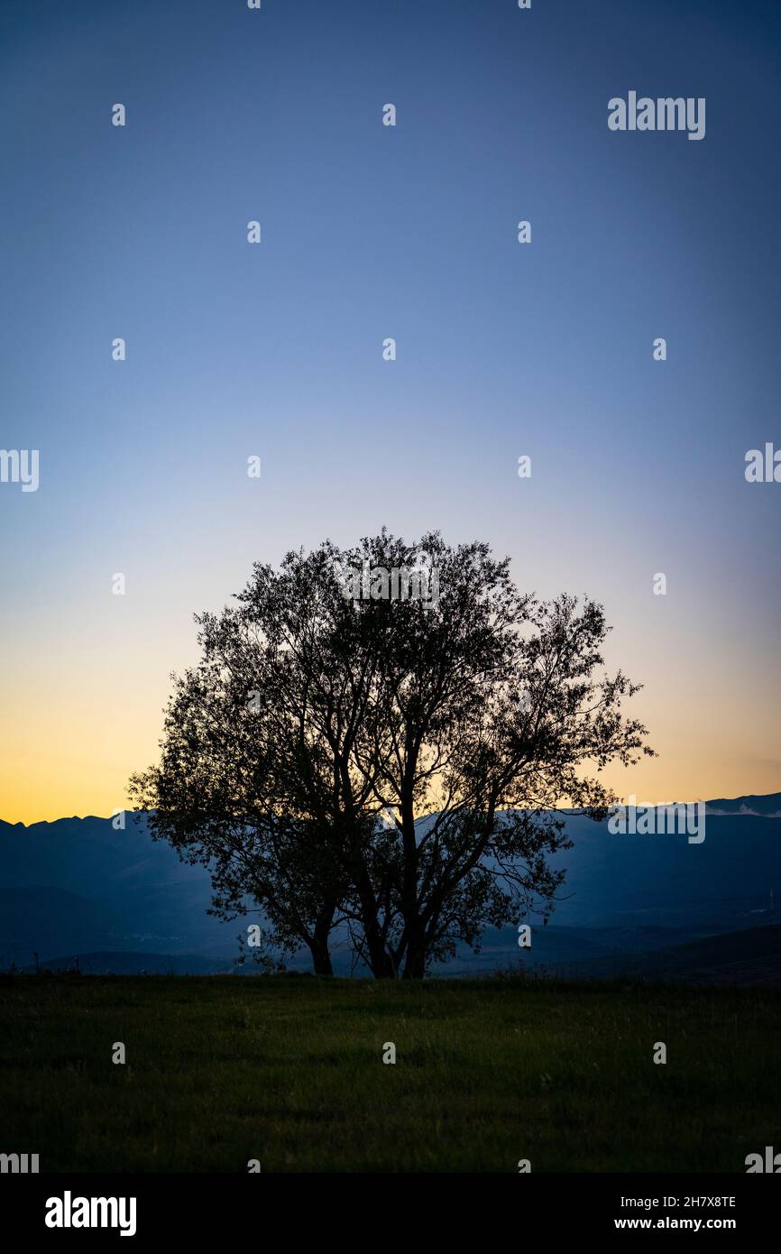 Tree at sunset, the Pyrenees, France Stock Photo - Alamy