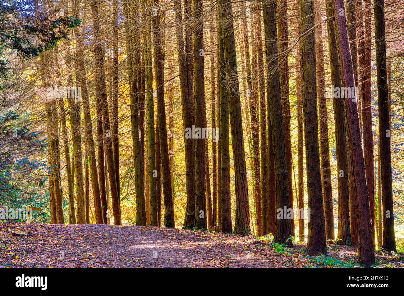 Sidelit trees in a park Stock Photo - Alamy