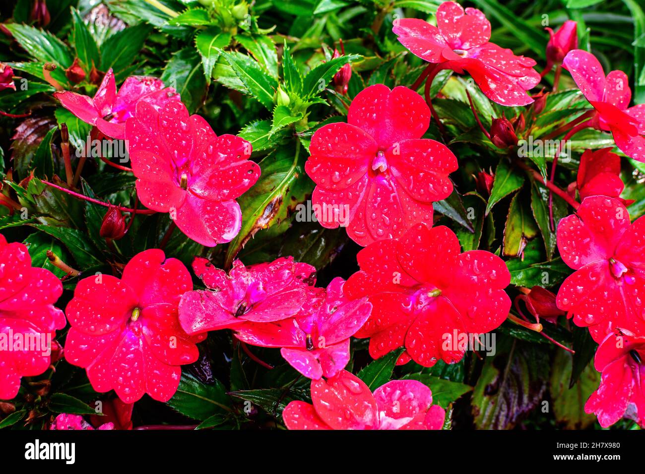 Close up of vivid red impatiens walleriana flowers in a sunny summer ...