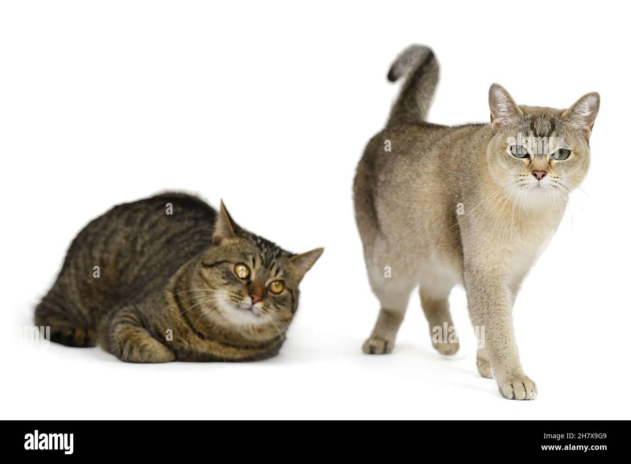 Two cats isolated on white, portrait Stock Photo - Alamy