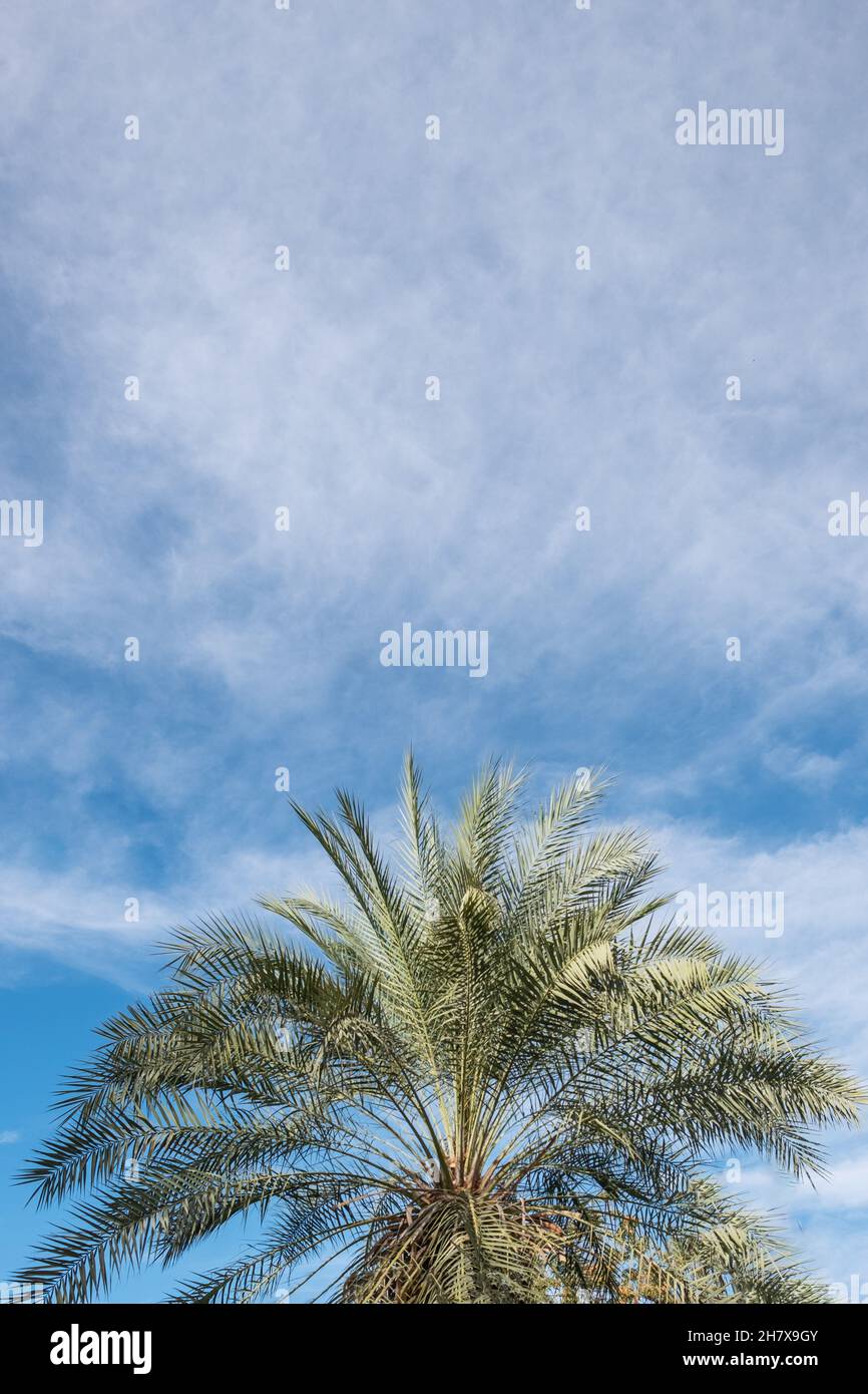 Copy space of tropical palm tree with sunlight on sky background Stock ...